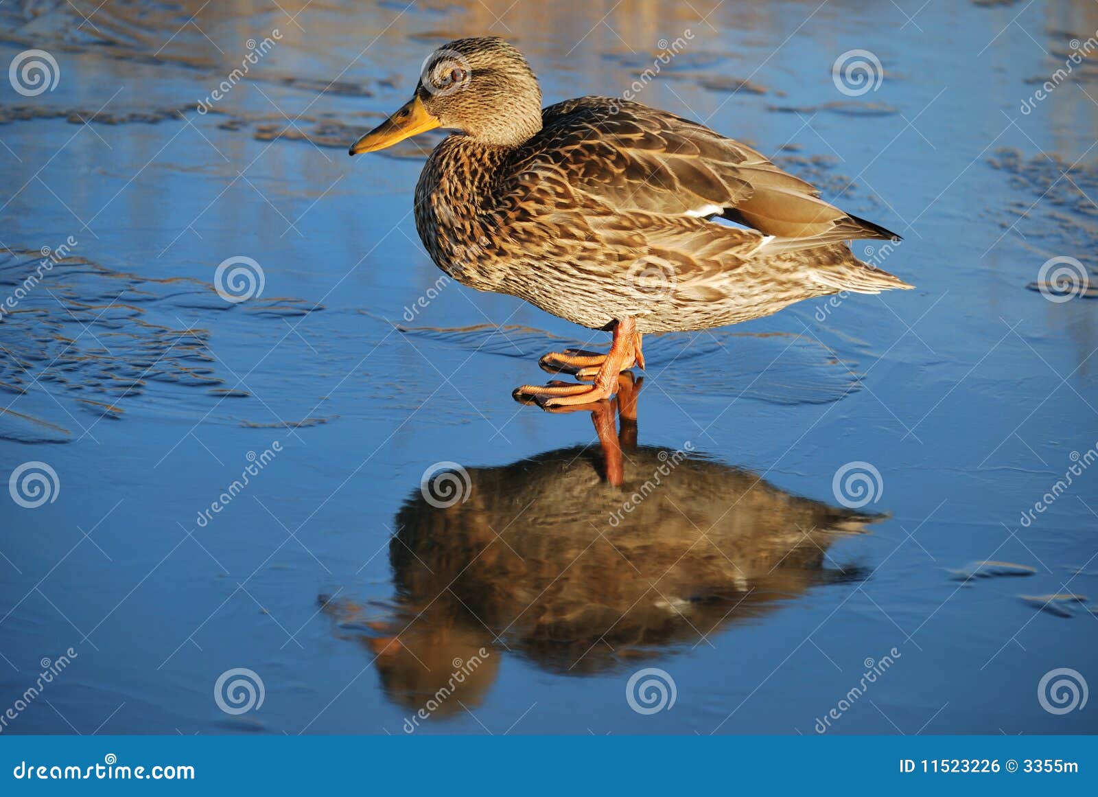 Duck on thin ice stock photo. Image of frost, freshwater - 11523226