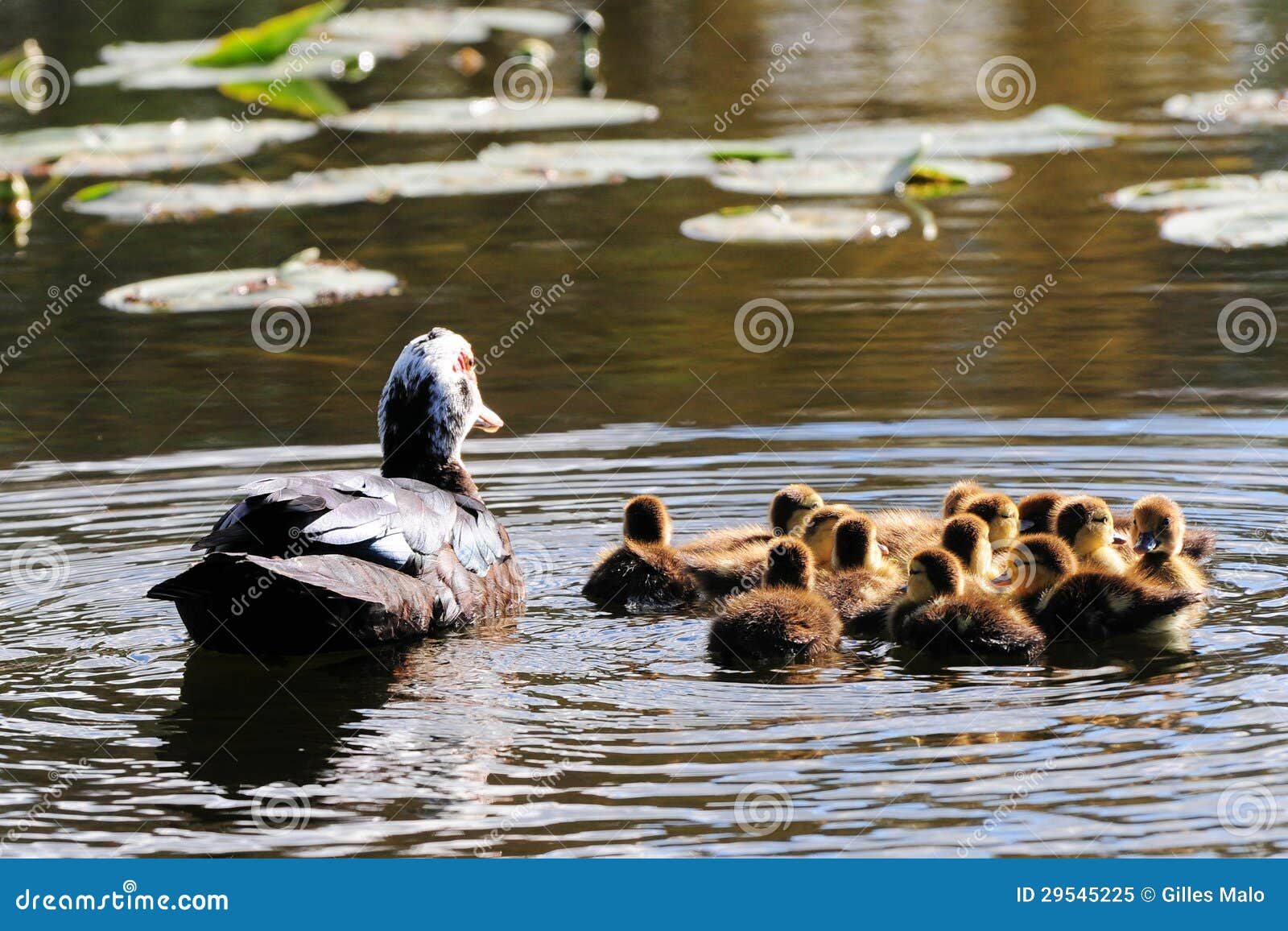 Duck with Thirteen Ducklings Stock Image - Image of baby, color: 29545225
