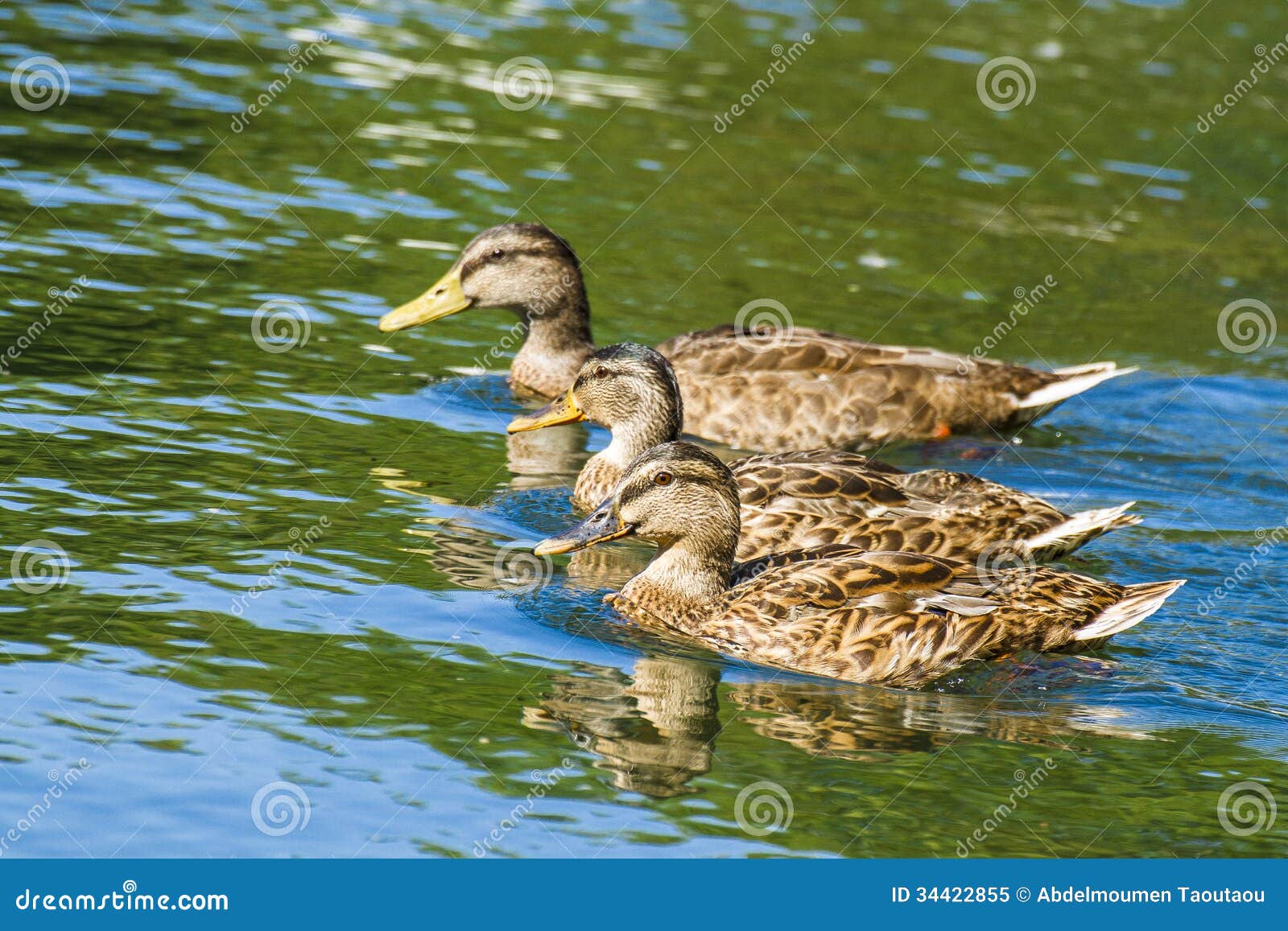 Duck stock image. Image of river, animalwild, drake, wild - 34422855