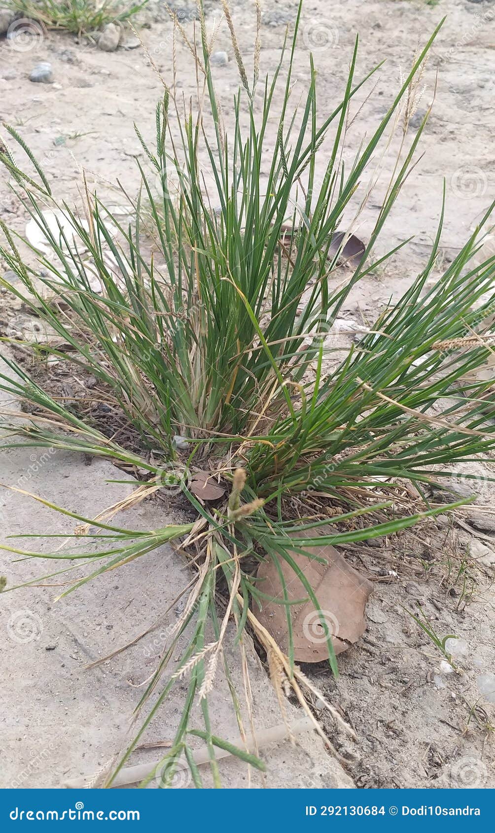 Duck tongue grass stock photo. Image of grass, beauty - 292130684
