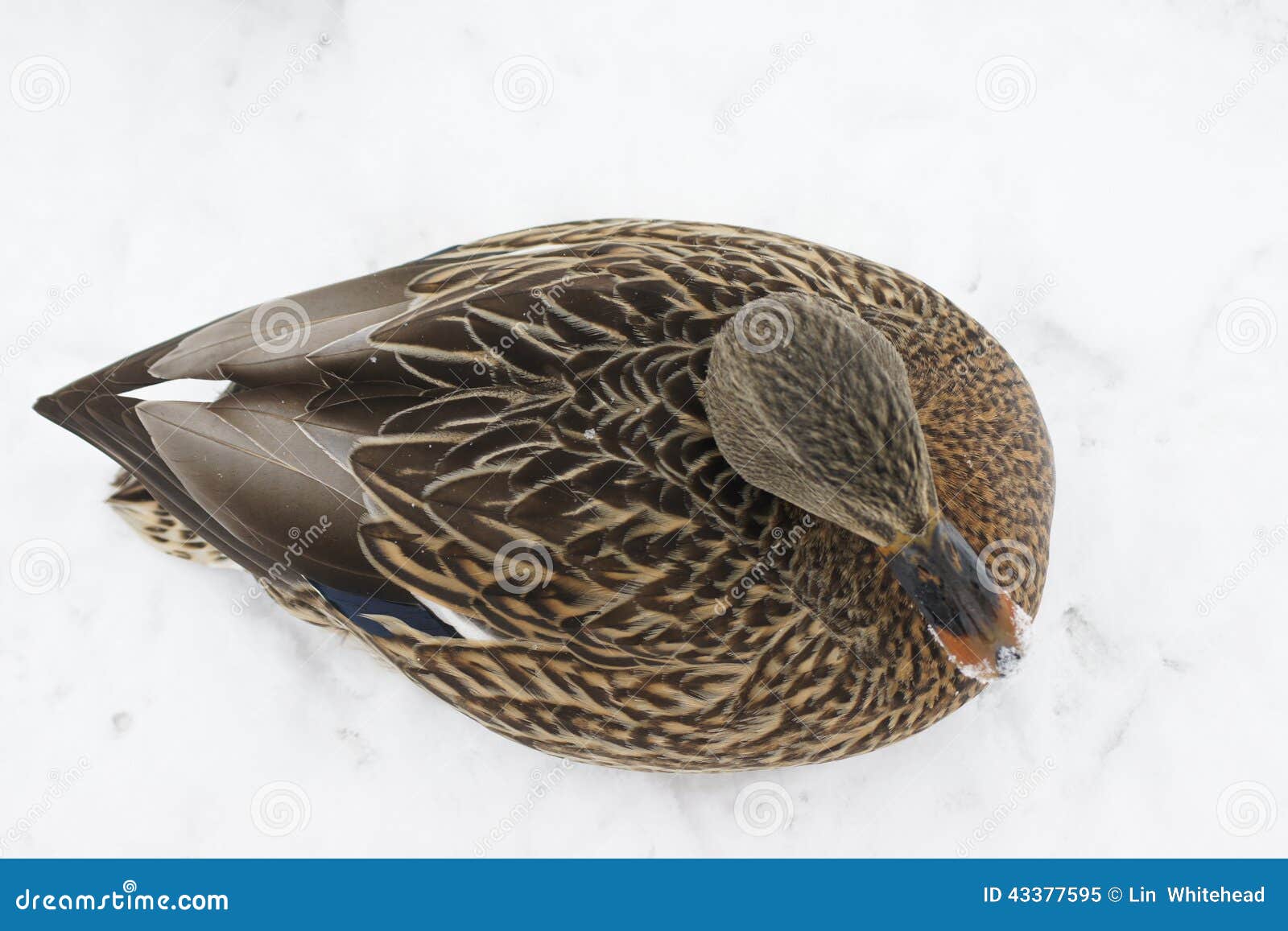 Duck Top View stock image. Image of outdoors, cold, looking - 43377595