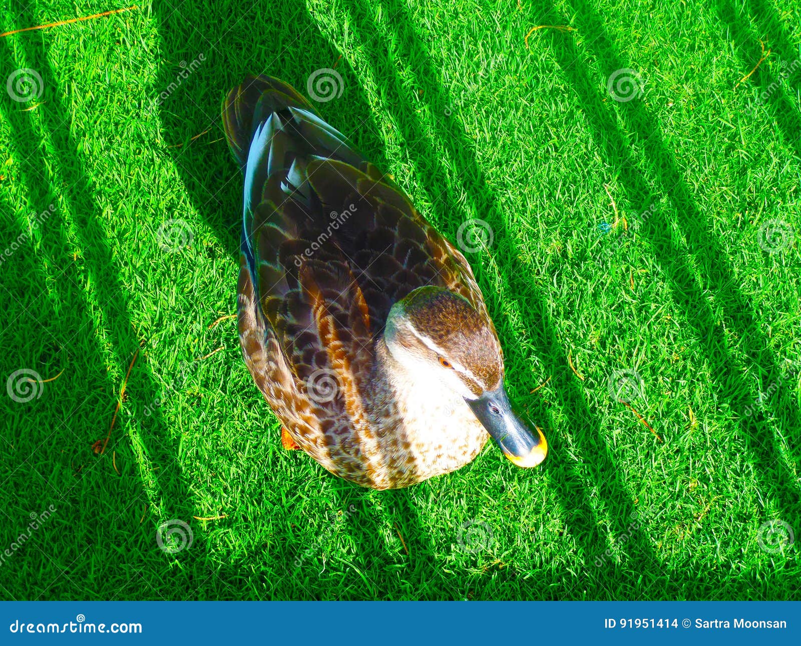 Duck top view standing stock photo. Image of beautiful - 91951414