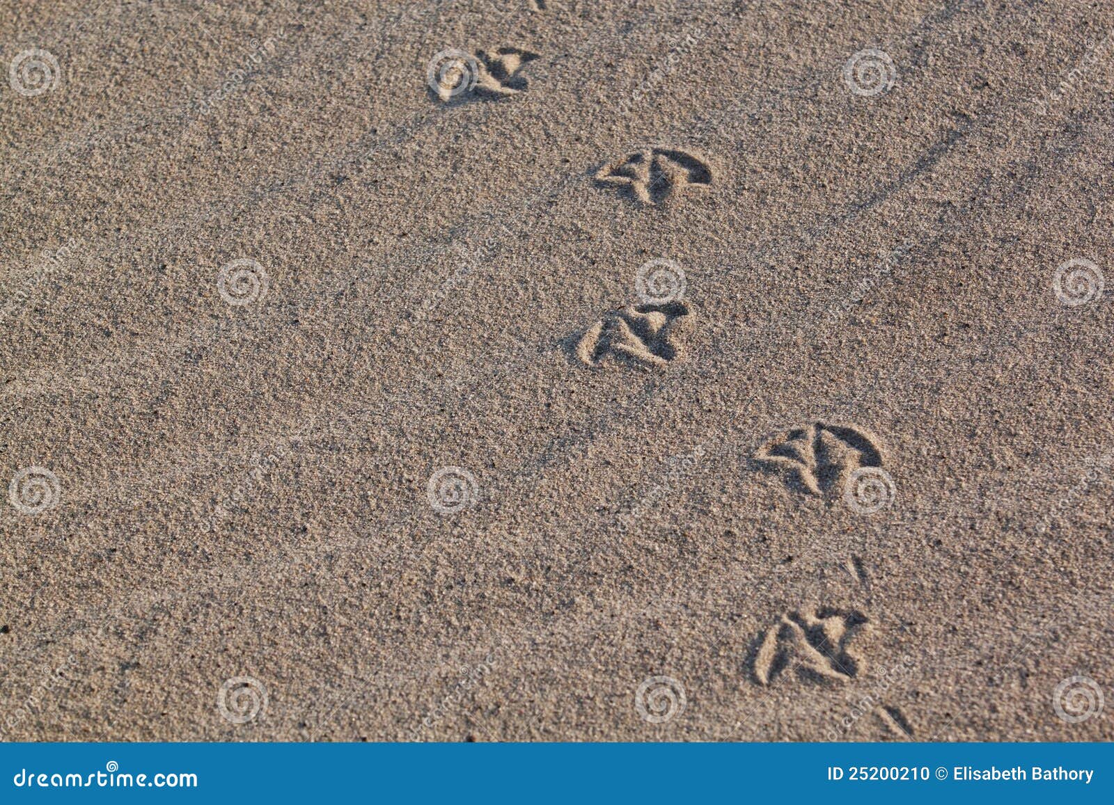 Duck trail stock photo. Image of summer, bird, trace - 25200210