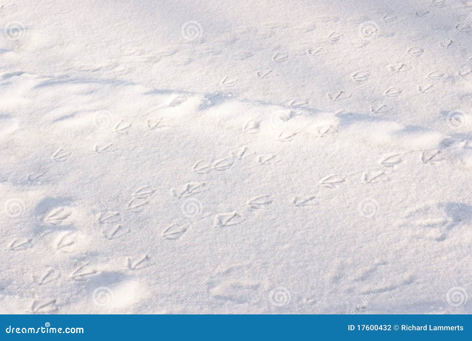 Duck trails in the snow stock photo. Image of cold, frost - 17600432