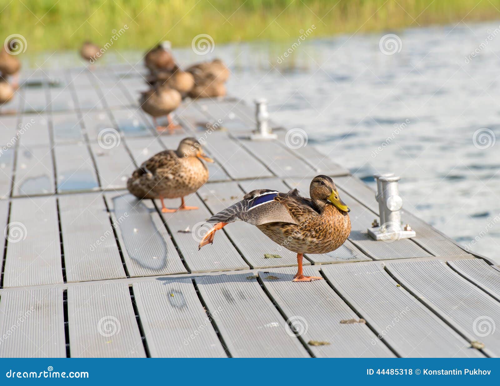 Duck Training stock photo. Image of green, brown, orange - 44485318
