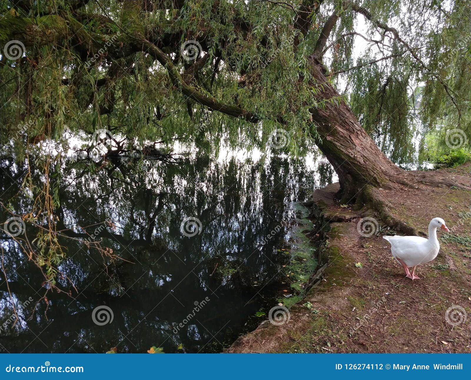 Duck with a tree stock photo. Image of tree, animal - 126274112