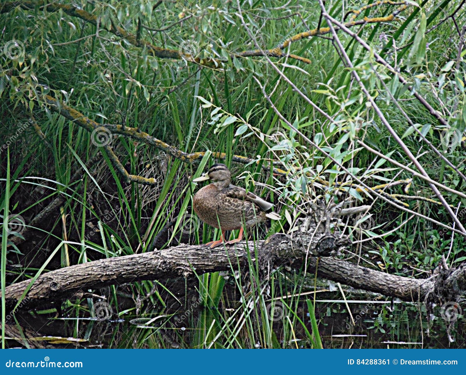 Duck on the tree stock image. Image of duck, birds, bird - 84288361