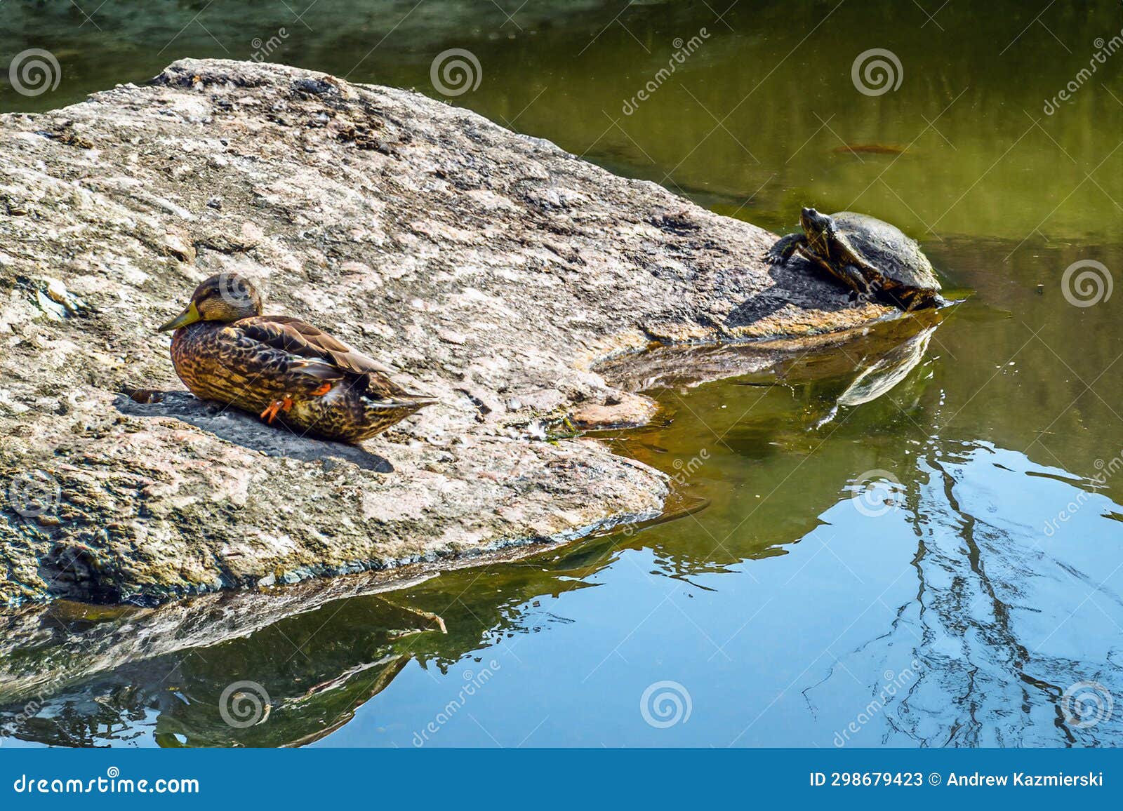 Duck and Turtle stock image. Image of wildlife, turtle - 298679423