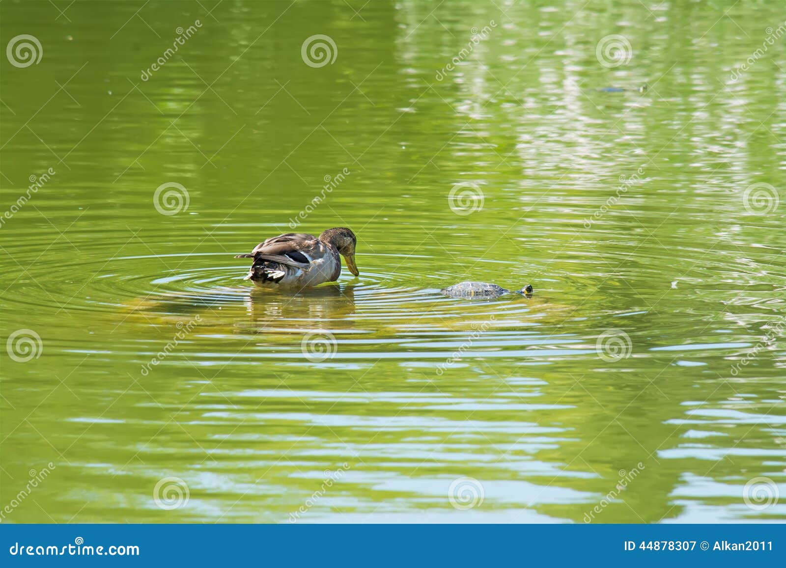 Duck and turtle stock image. Image of shell, wildlife - 44878307