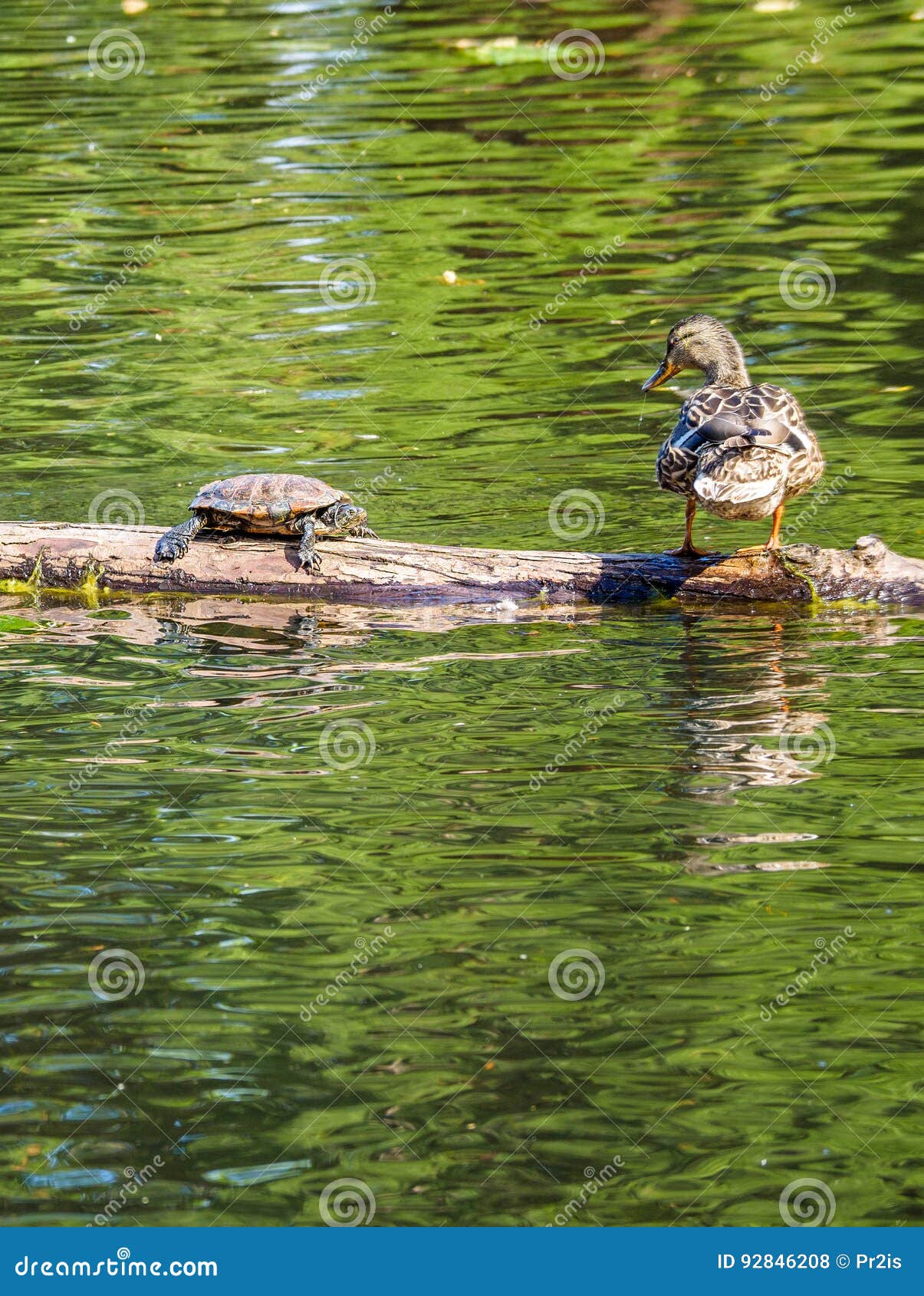 Duck and Turtle on the Log in the Pond, Looking at Each Other Stock ...