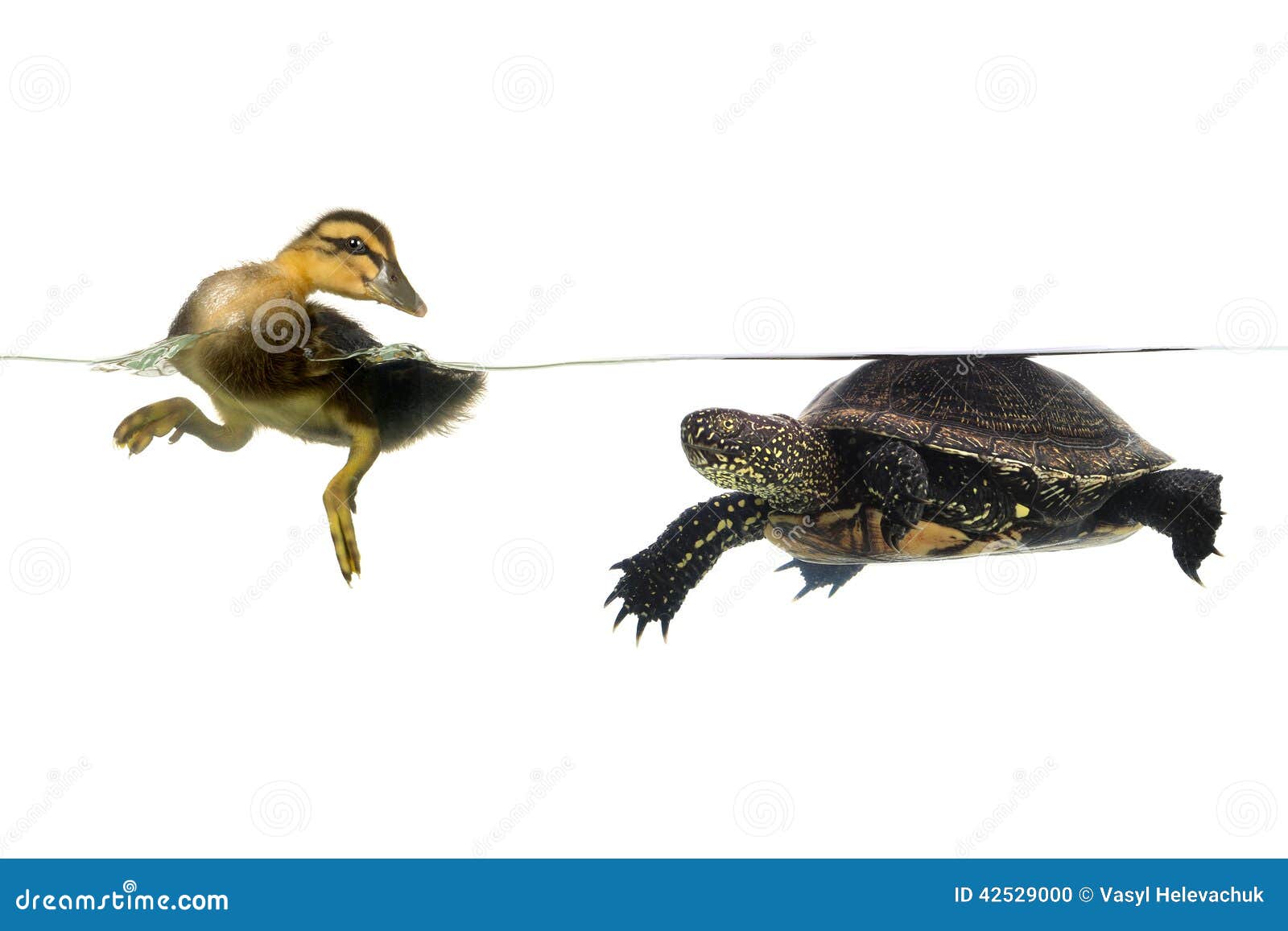 Duck and turtle stock photo. Image of farming, feather - 42529000