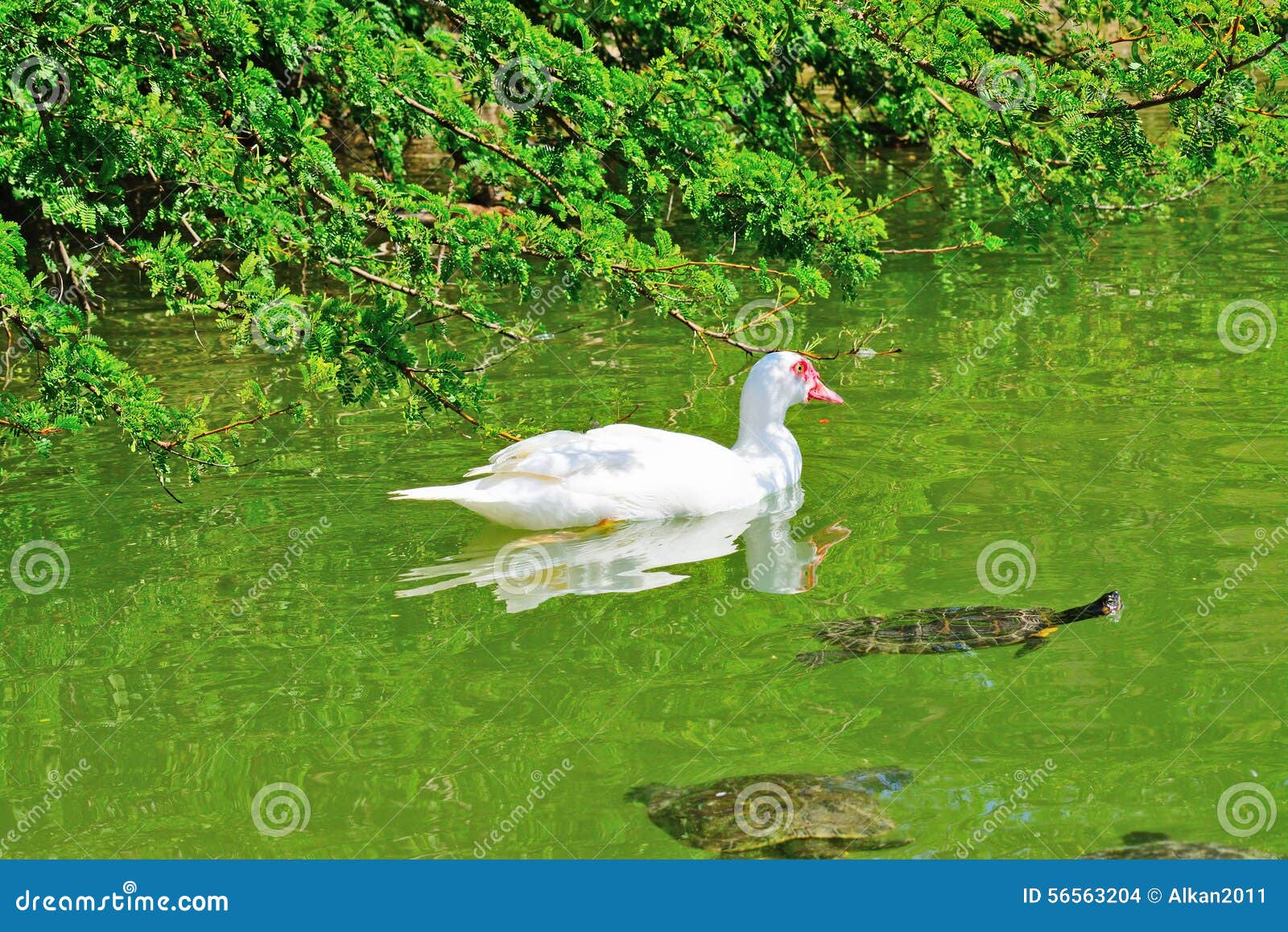 Duck and Turtles in a Green Pond Stock Photo - Image of water, male ...