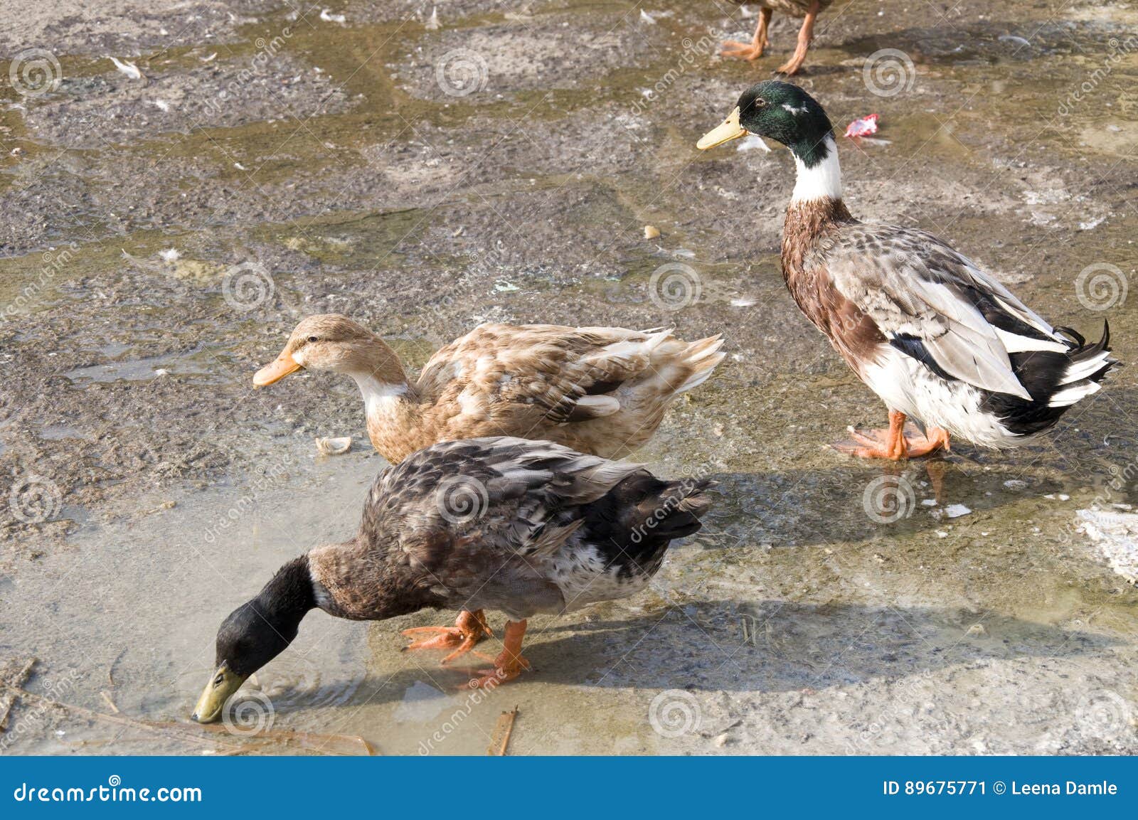 Duck Twenty Nine stock image. Image of beak, attractive - 89675771