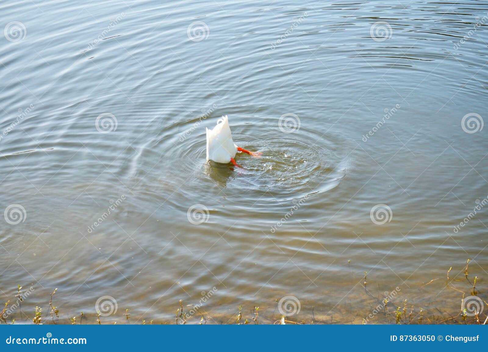 Duck under water stock photo. Image of feathers, farmyard - 87363050