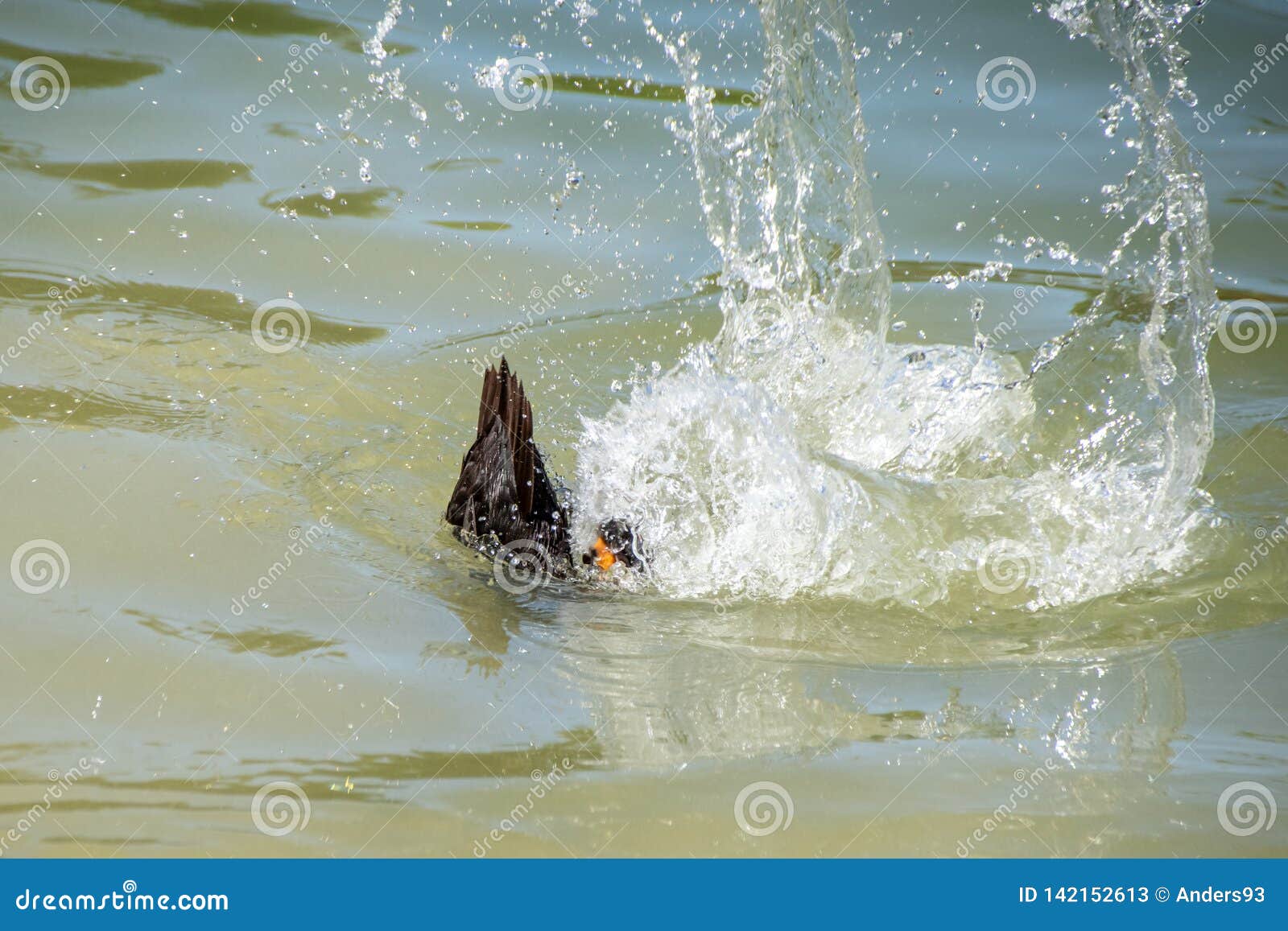 Duck Using Webbed Feet To Dive Below the Water Surface Stock Image ...