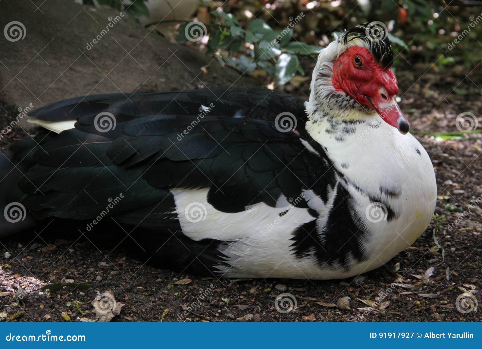 Duck on vacation stock image. Image of white, beak, duck - 91917927