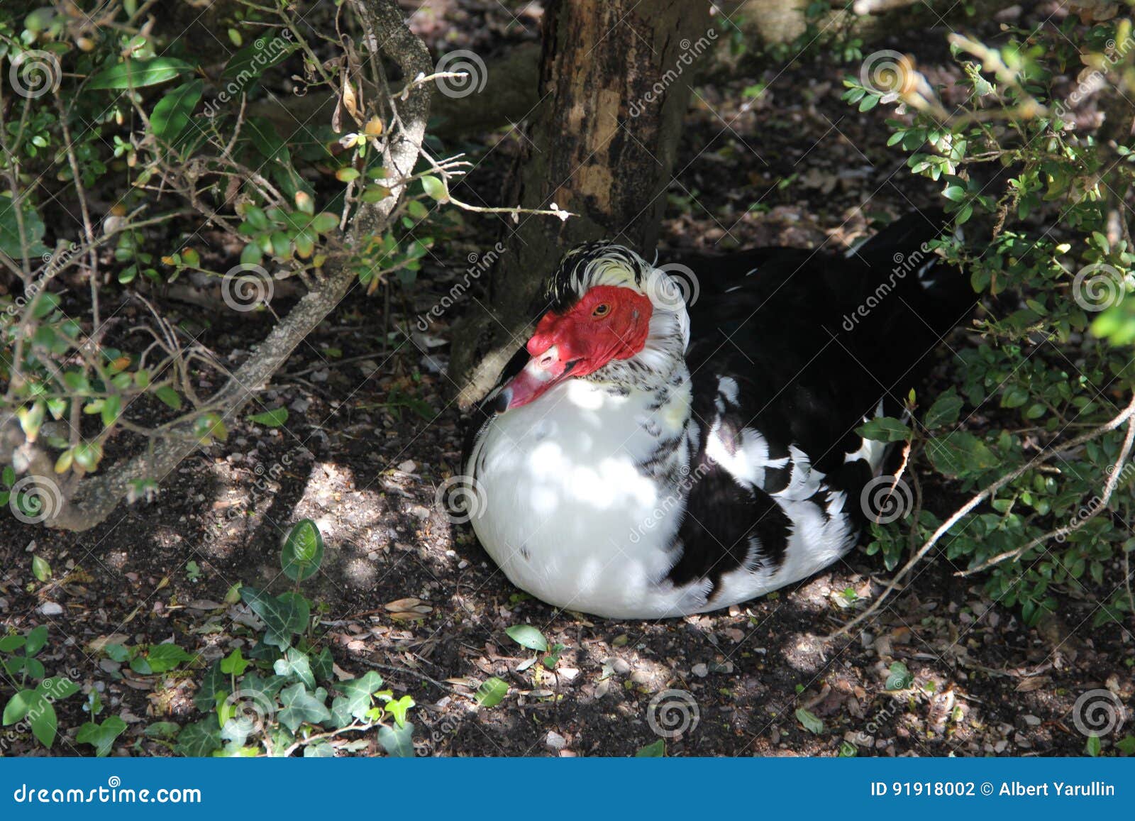 Duck on vacation stock photo. Image of colorful, puffin - 91918002