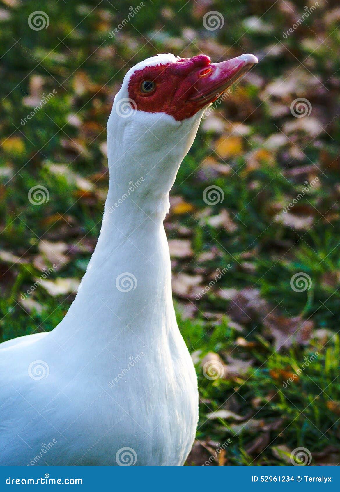 Duck stock photo. Image of weird, head, animsl, wildlife - 52961234