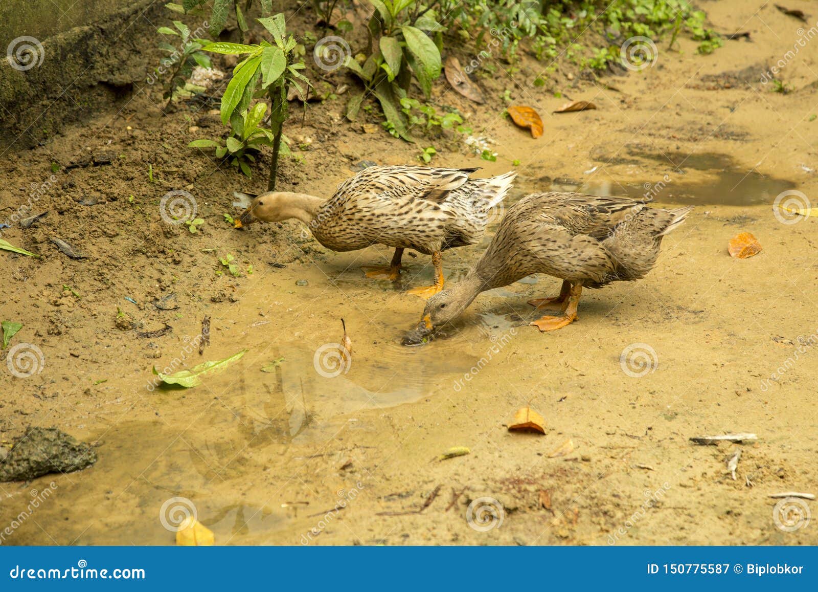 Duck, Village on Bangladesh Stock Image - Image of birds, duckling ...
