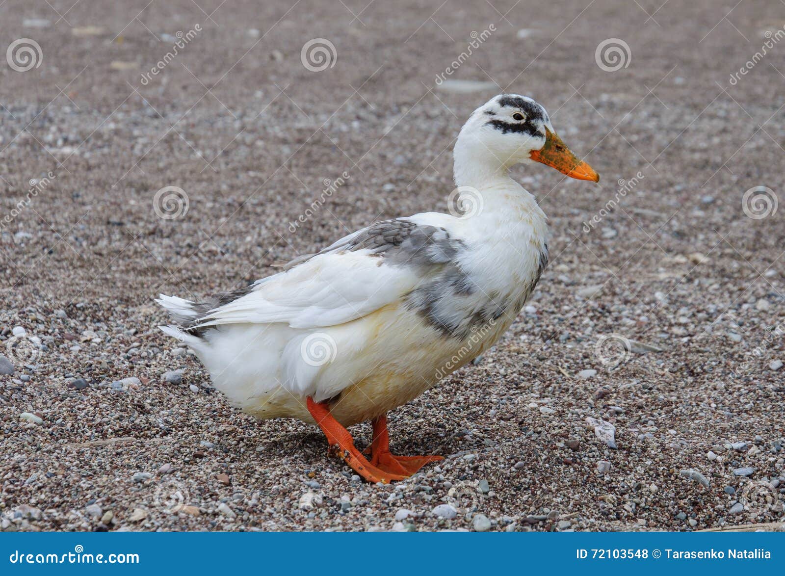 Duck Waddling on the Street Stock Photo - Image of plumes, path: 72103548