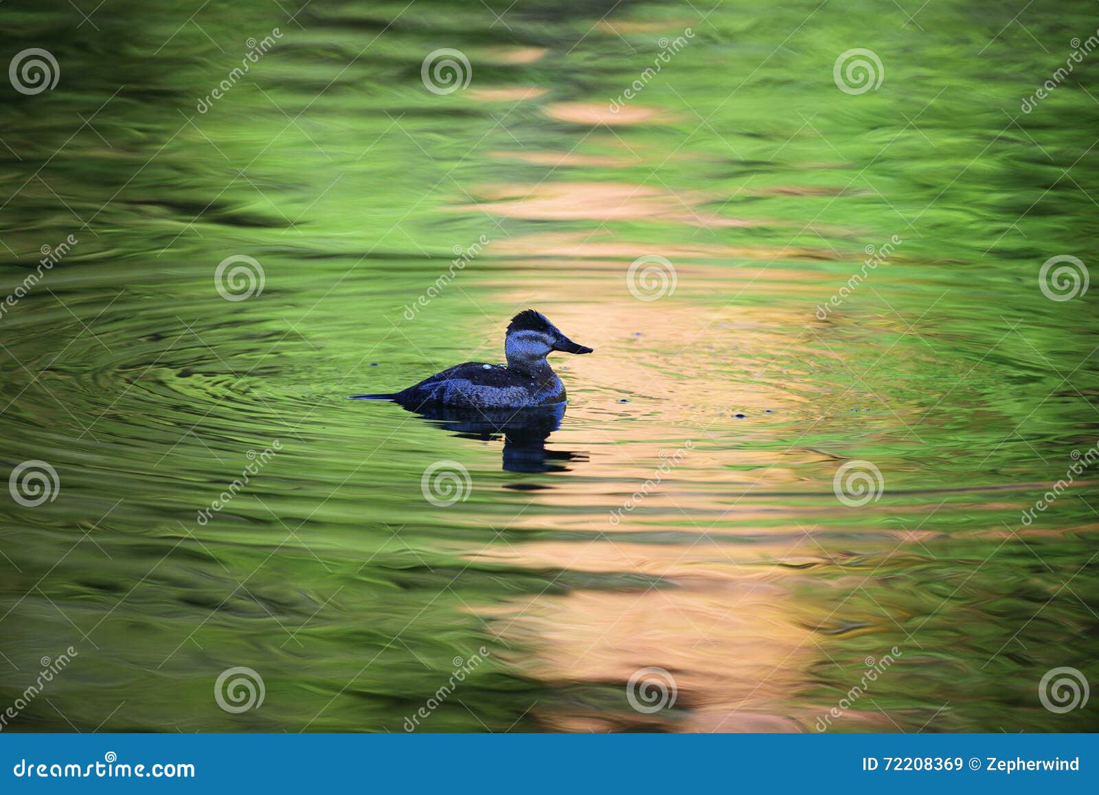 Duck wading stock image. Image of duck, wading, animals - 72208369
