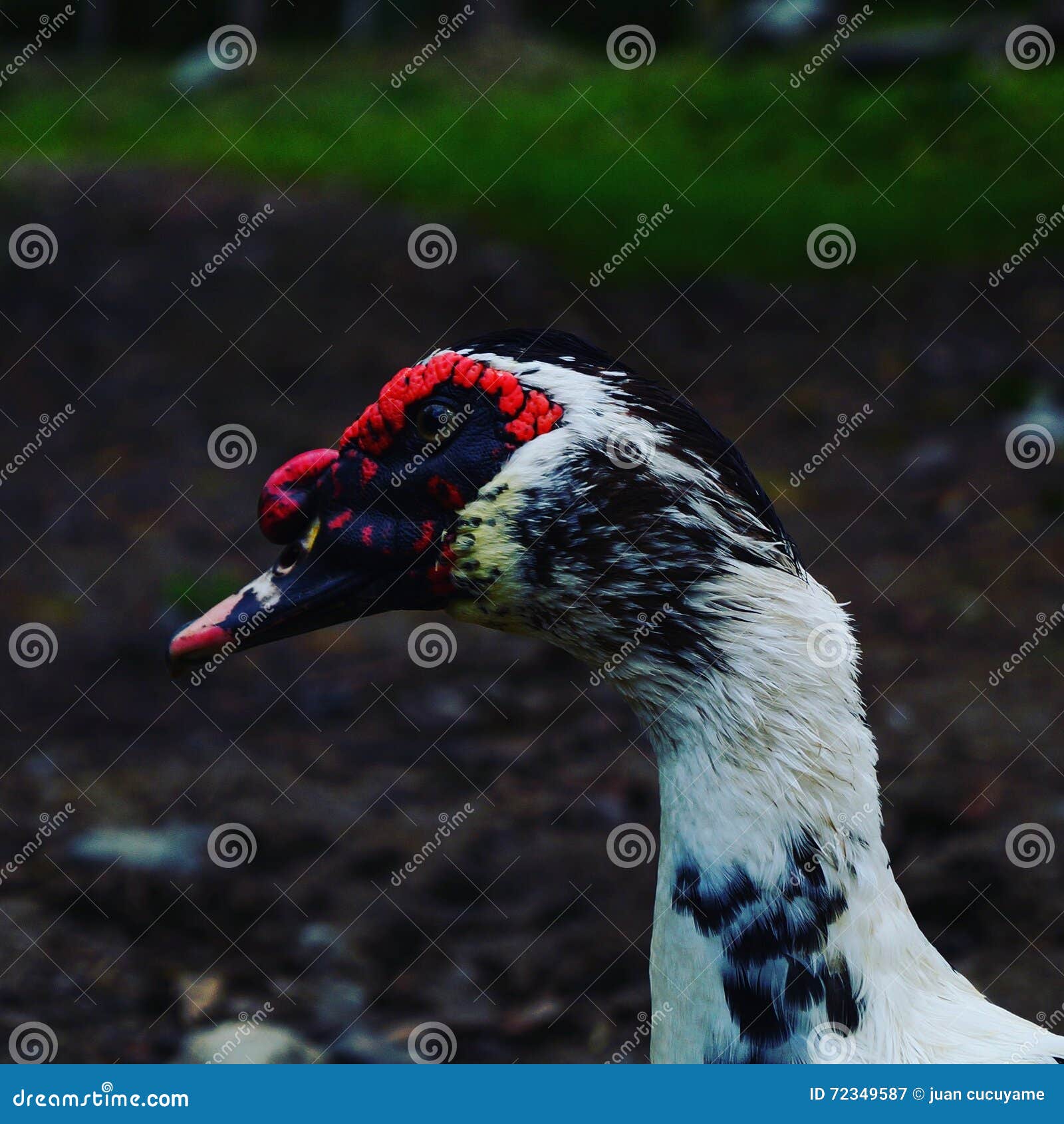 Duck stock image. Image of waiting, nature, life, duck - 72349587