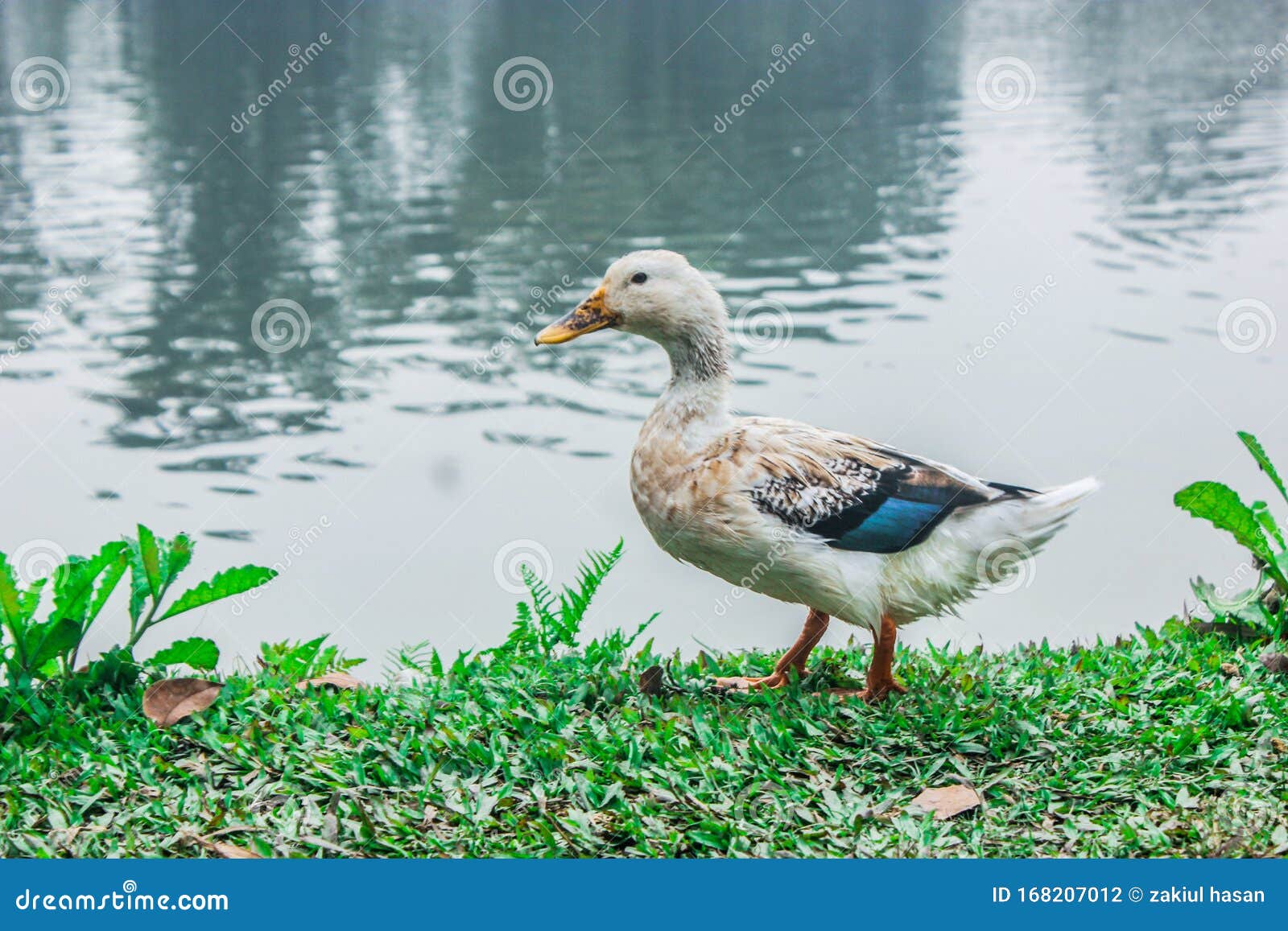 Duck is Waiting for His Group Stock Photo - Image of green, waiting ...