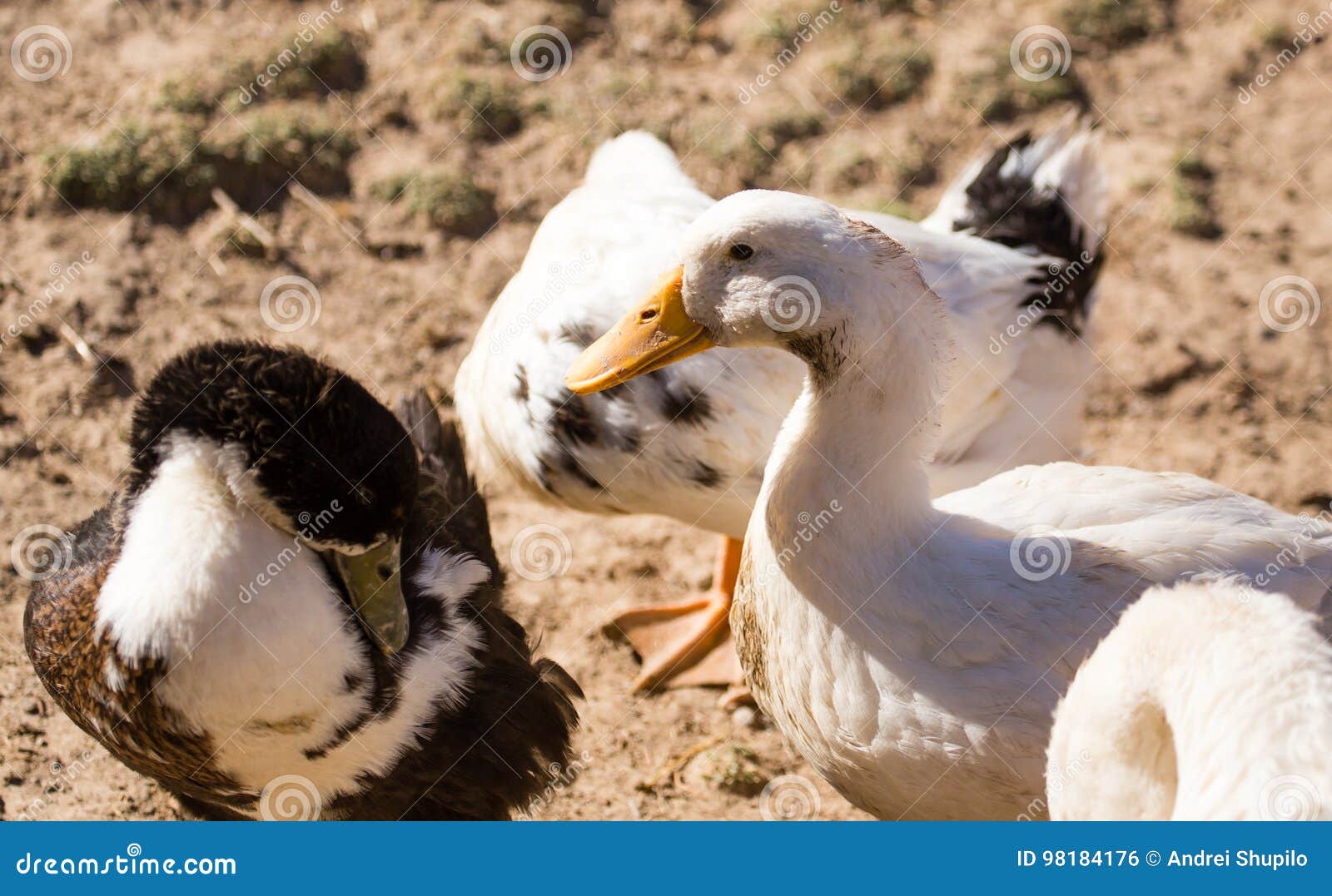 Duck for a Walk on the Farm Stock Photo - Image of rural, food: 98184176