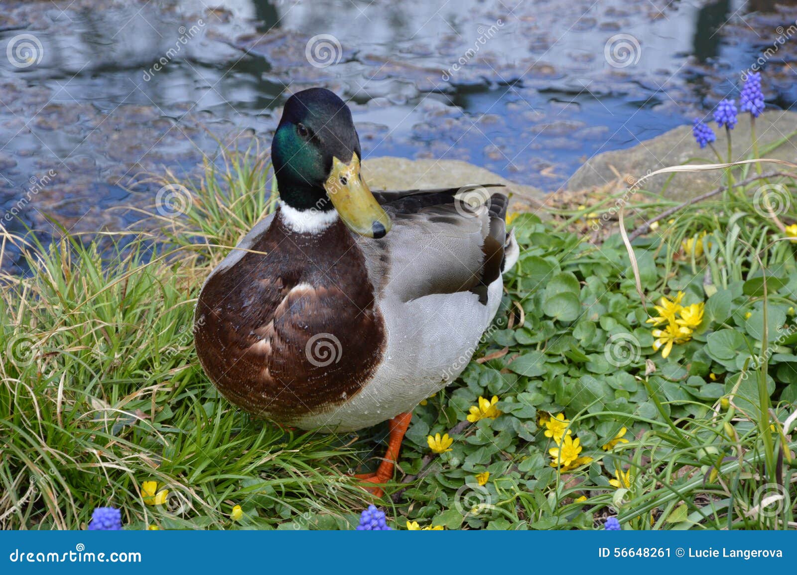 Duck stock image. Image of walking, grass, duck - 56648261