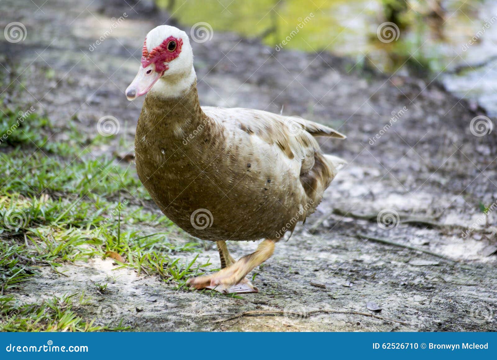 Duck stock photo. Image of pond, duck, bird, walking - 62526710