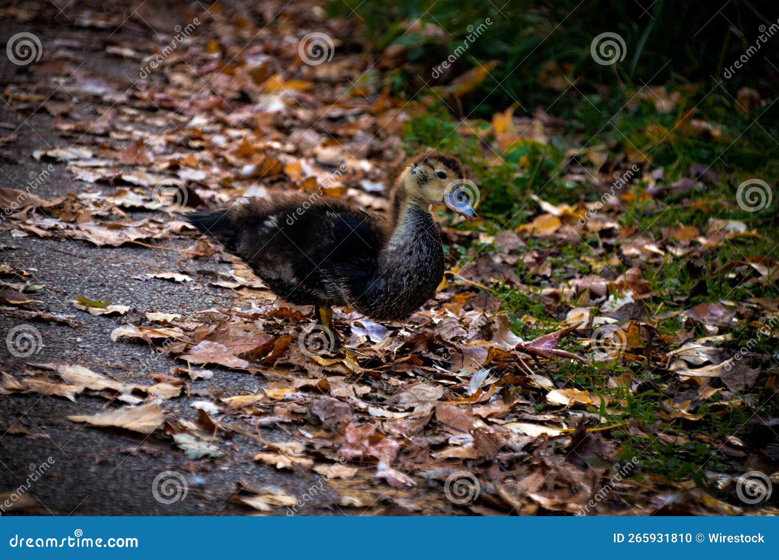 Duck Walking Down a Path in the Fall with Leaves on the Ground Stock ...