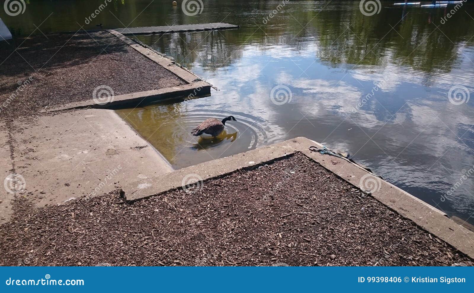 Duck taking baby Steps stock photo. Image of ramp, baby - 99398406