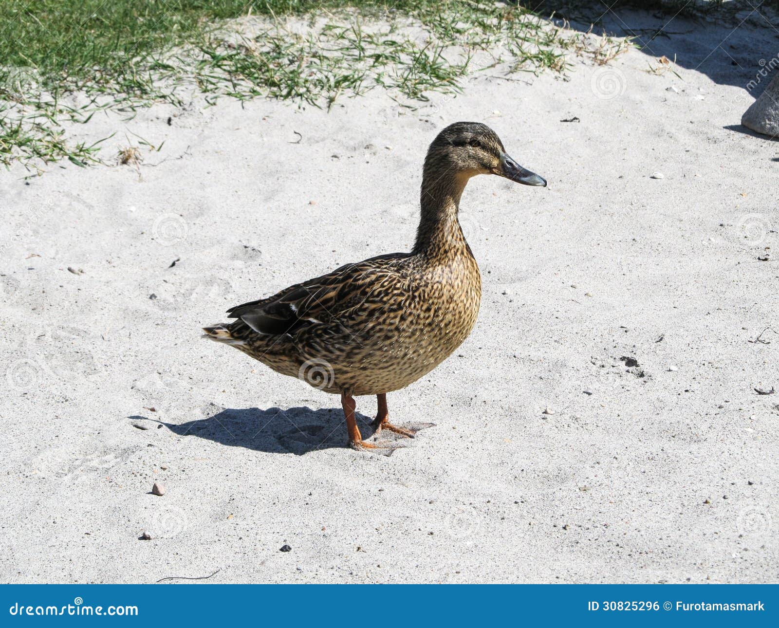Duck stock photo. Image of snout, bird, food, sand, feather - 30825296
