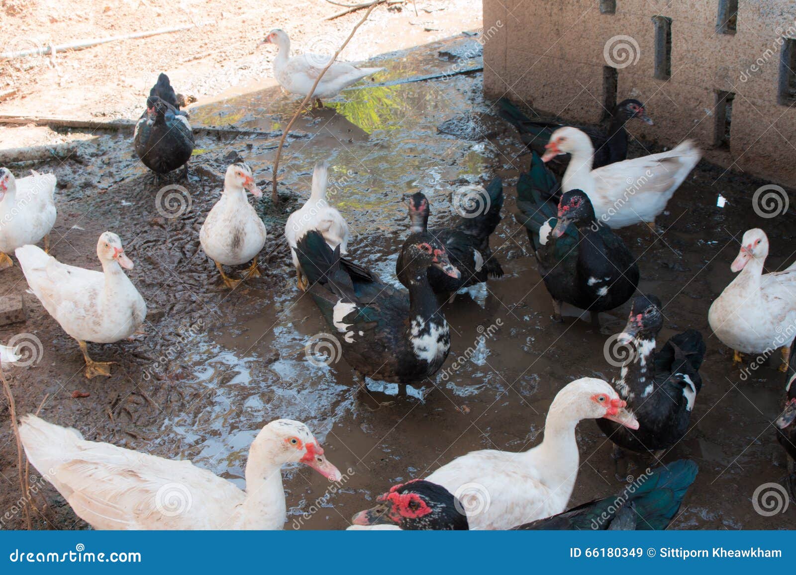 A duck walking stock image. Image of mallard, family - 66180349
