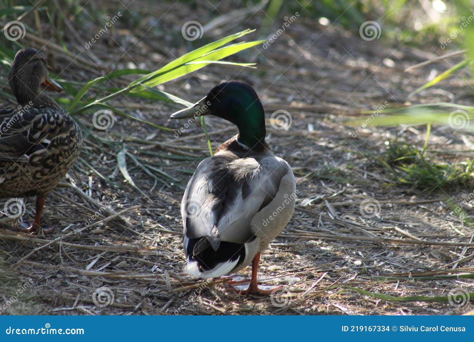 A Duck Walking in Nature Behind View Stock Photo - Image of baby ...