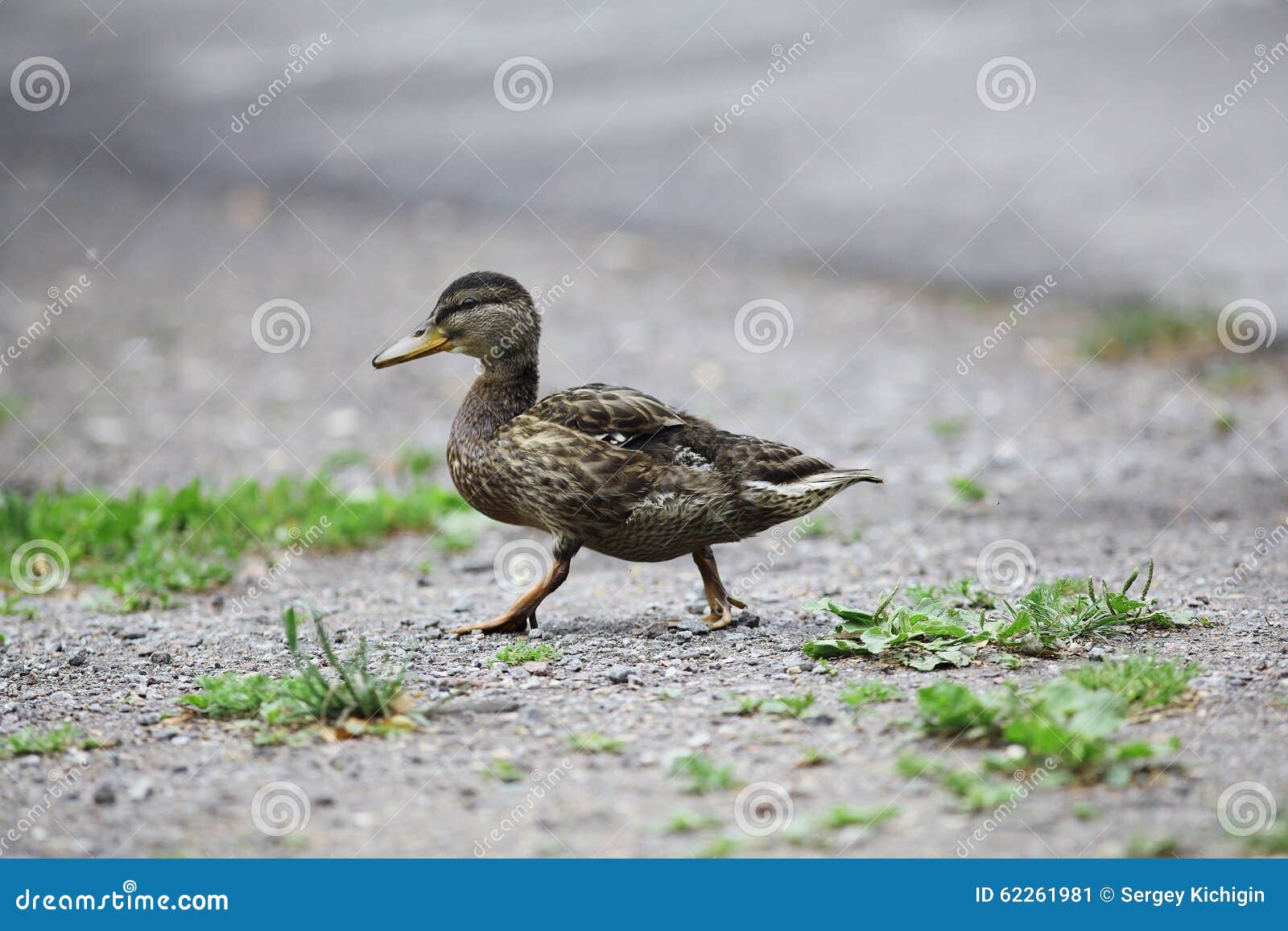 Duck walking in park stock image. Image of animal, mallard - 62261981