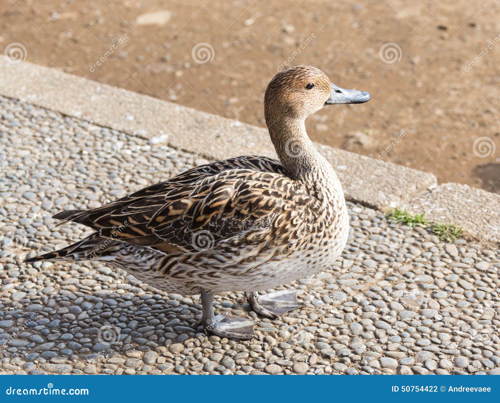 Duck walking on the path stock photo. Image of small - 50754422