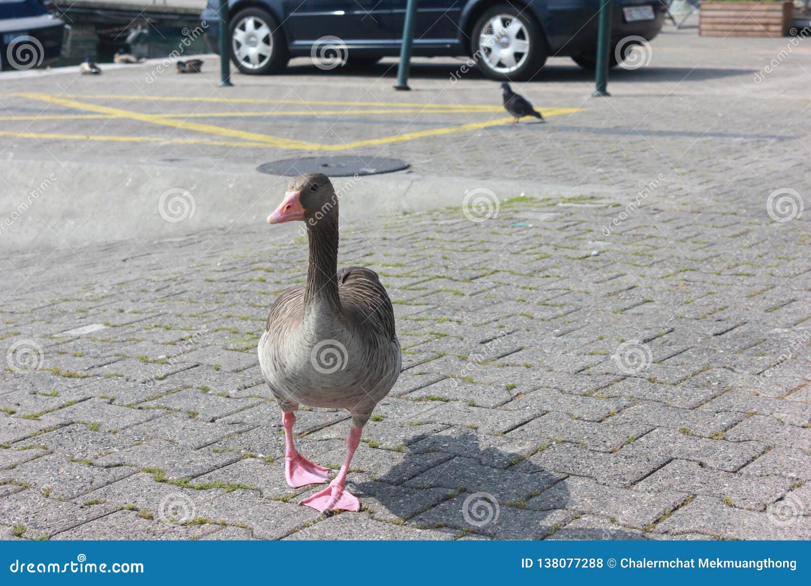Duck walking on sidewalk stock photo. Image of nature - 138077288