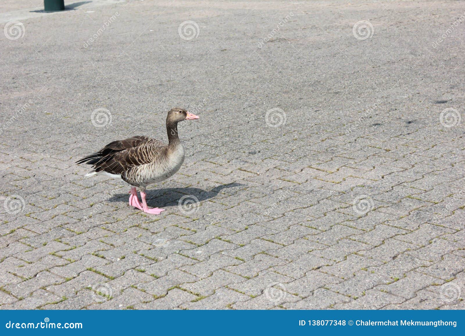 Duck walking on sidewalk stock photo. Image of road - 138077348