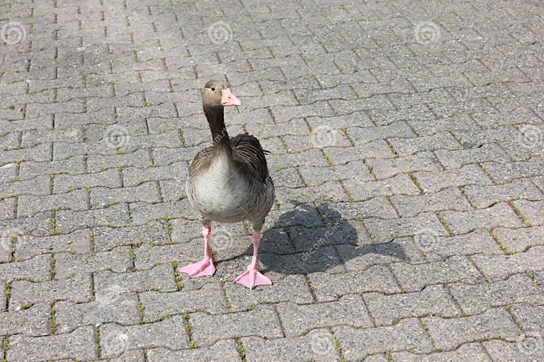 Duck walking on sidewalk stock photo. Image of common - 138077356