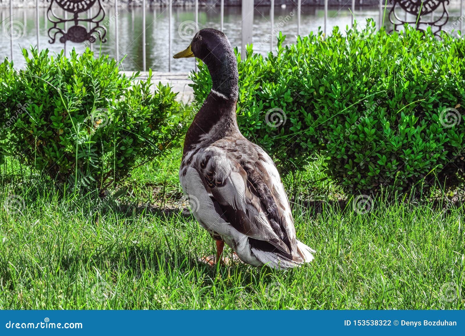 A Duck Walks on a Green Lawn Stock Photo - Image of female, beauty ...