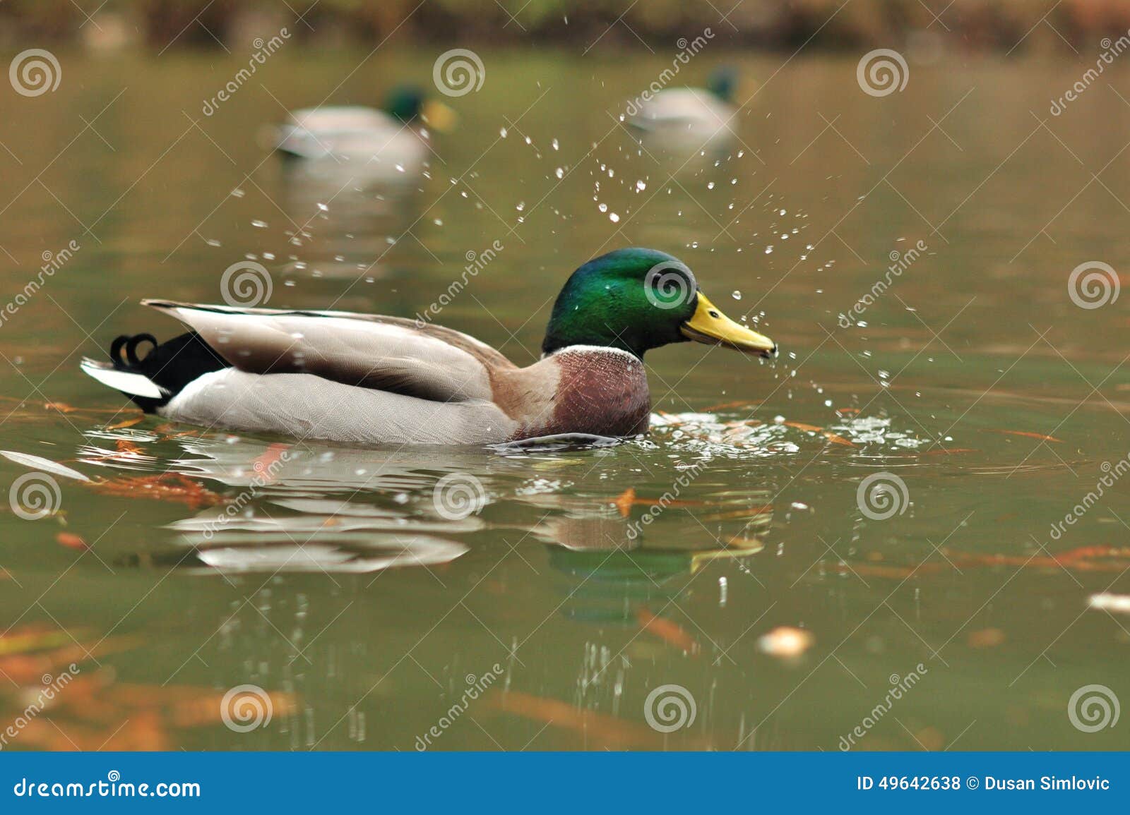 Duck stock photo. Image of colored, food, water, beak - 49642638