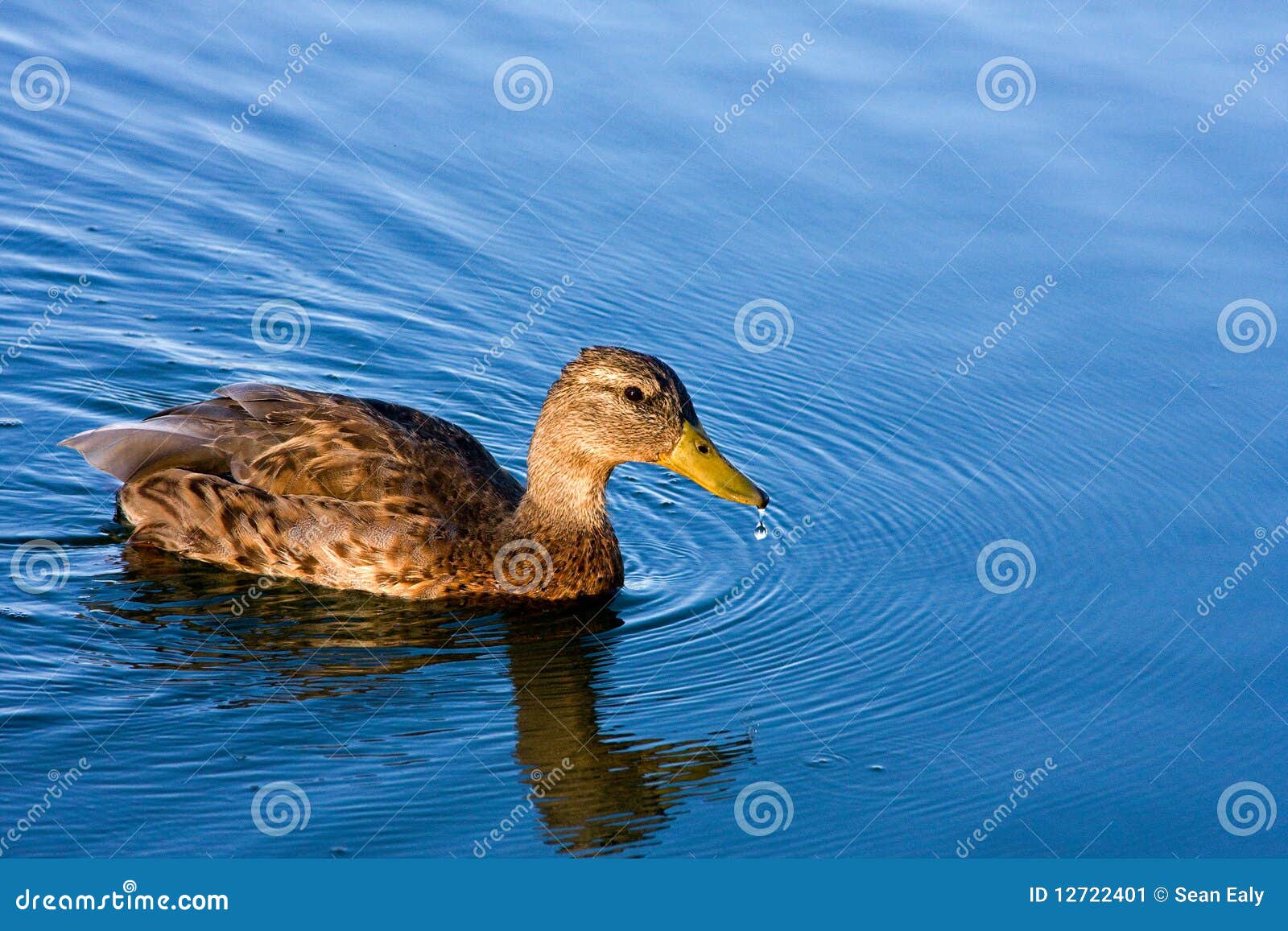 Duck on Water stock image. Image of ocean, fowl, spring - 12722401