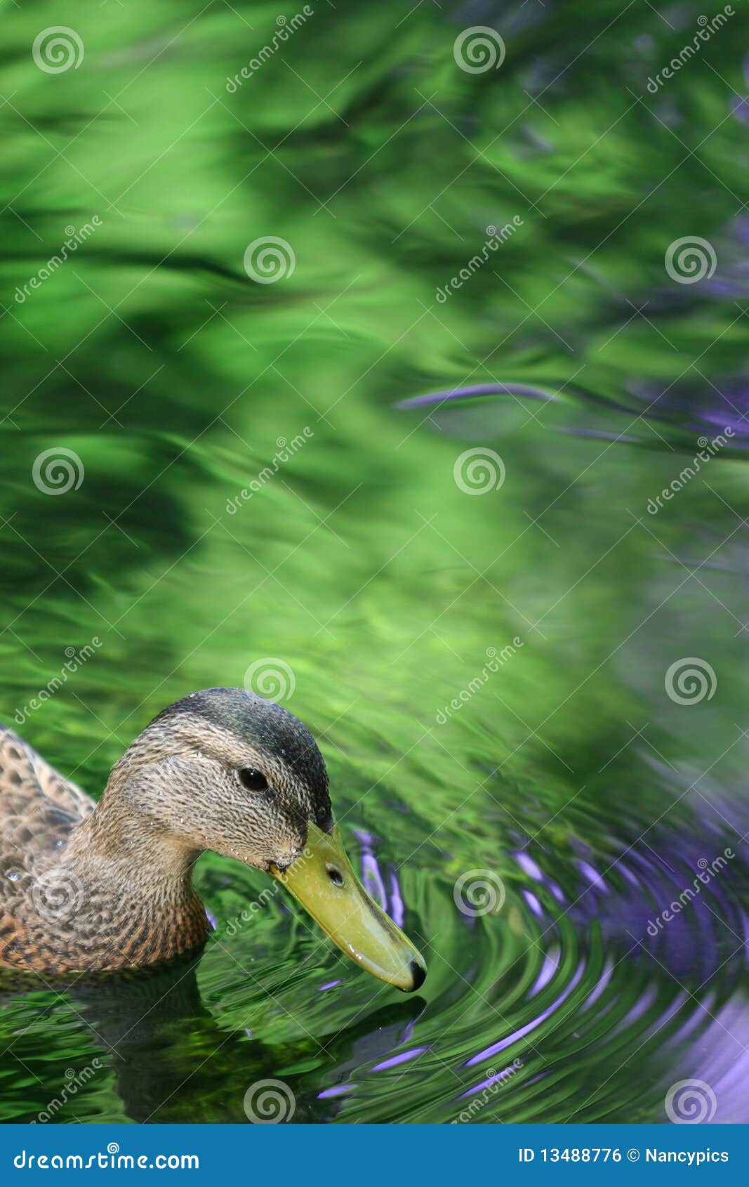 Duck in water. stock photo. Image of vertical, bird, float - 13488776