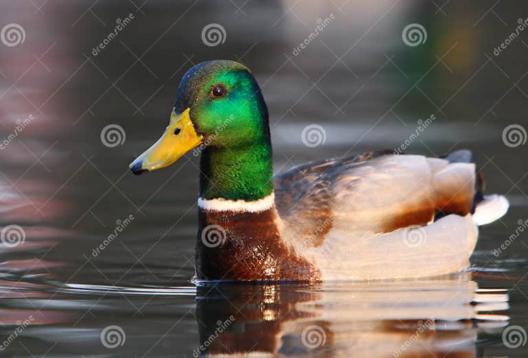 Duck on Water stock image. Image of life, outside, duckling - 13534327