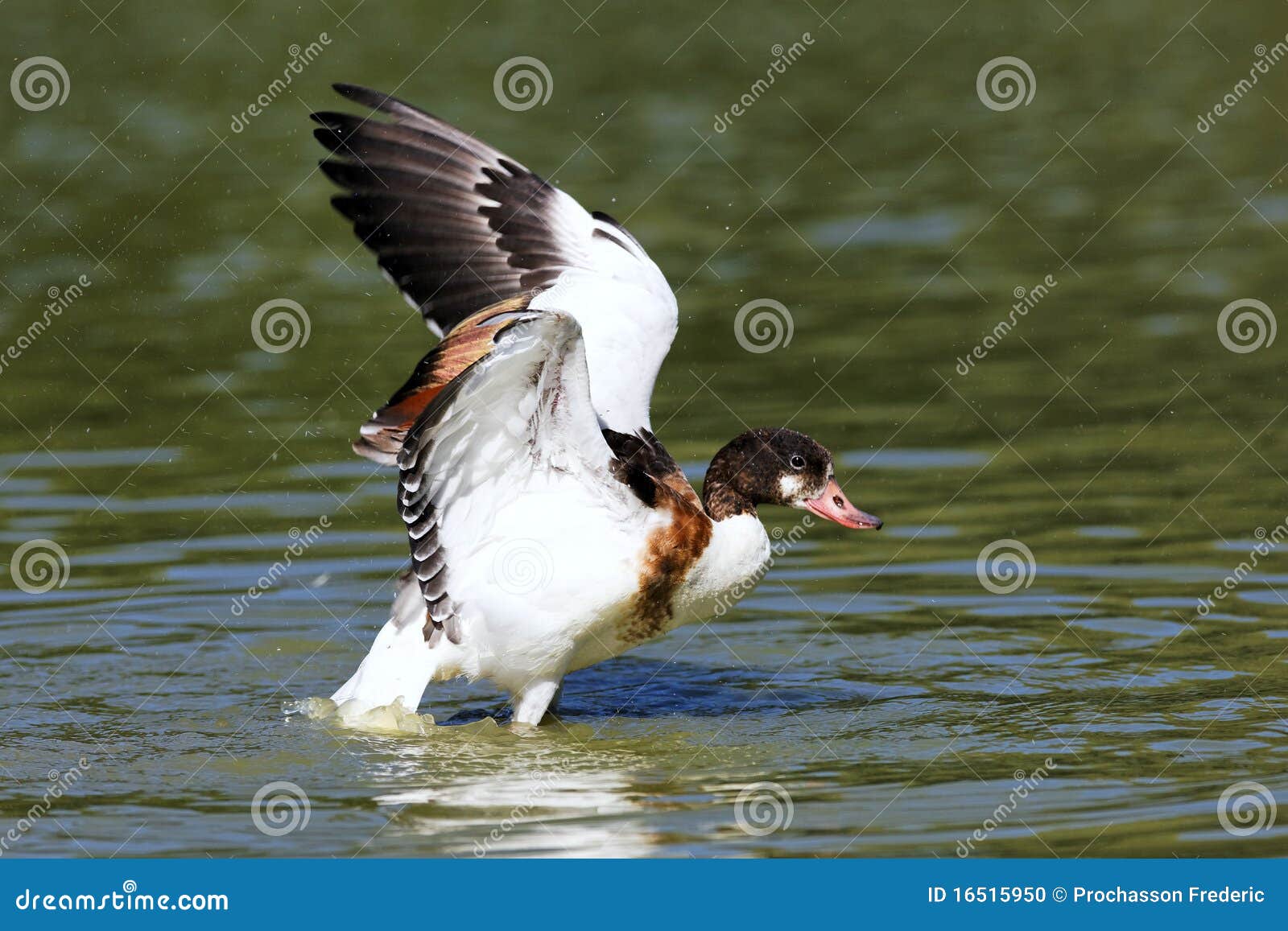 Duck on the water stock photo. Image of swim, duck, wild - 16515950