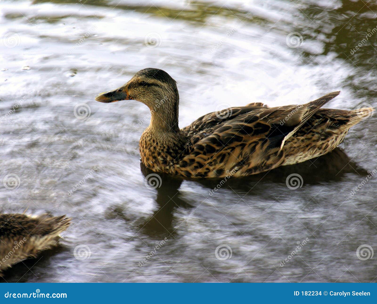 Duck In Water Picture. Image: 182234