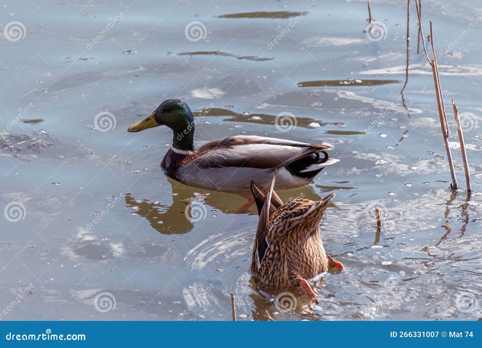Duck in the water stock image. Image of feather, river - 266331007