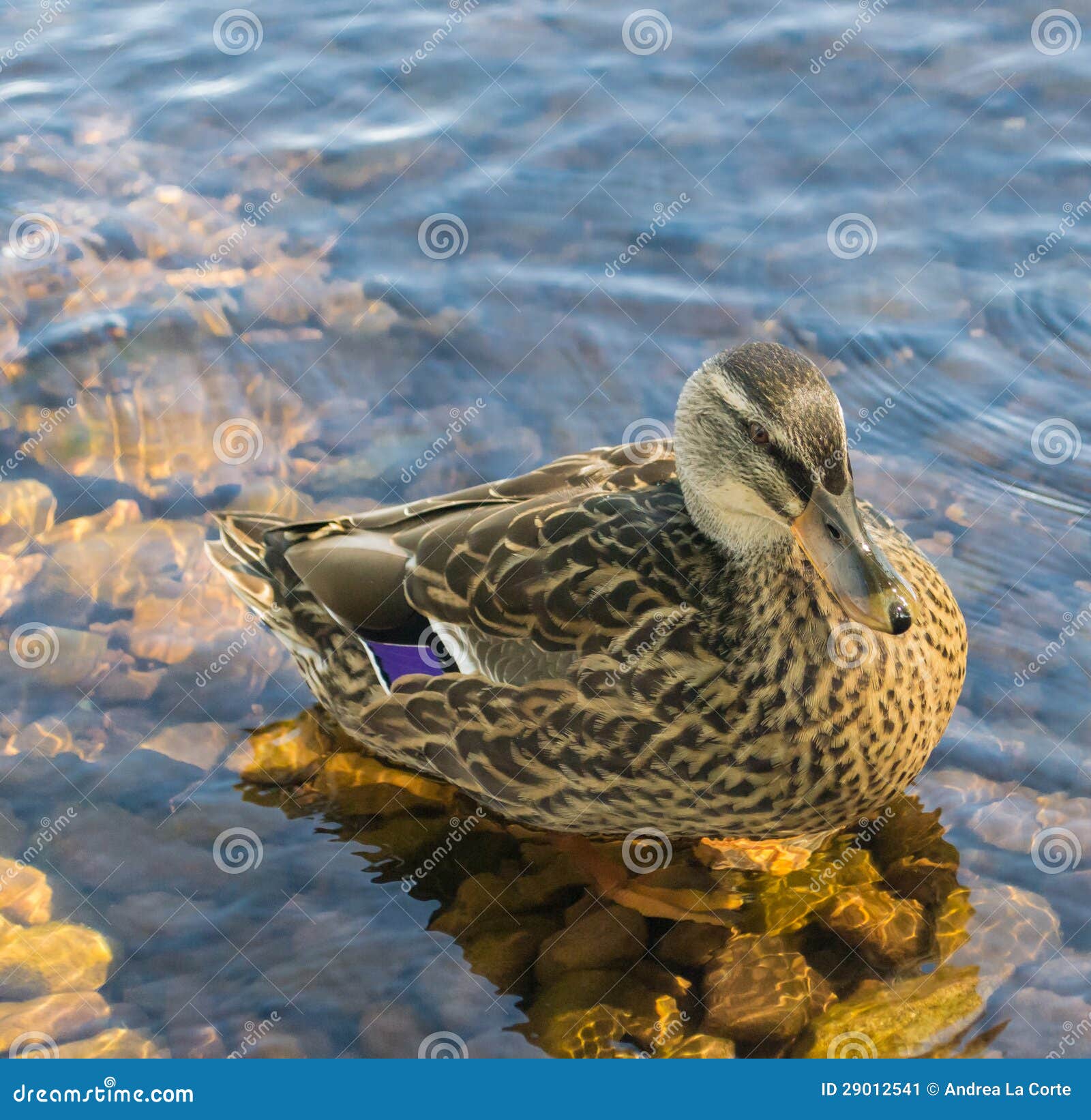 Duck in water stock image. Image of duck, outdoors, cute - 29012541