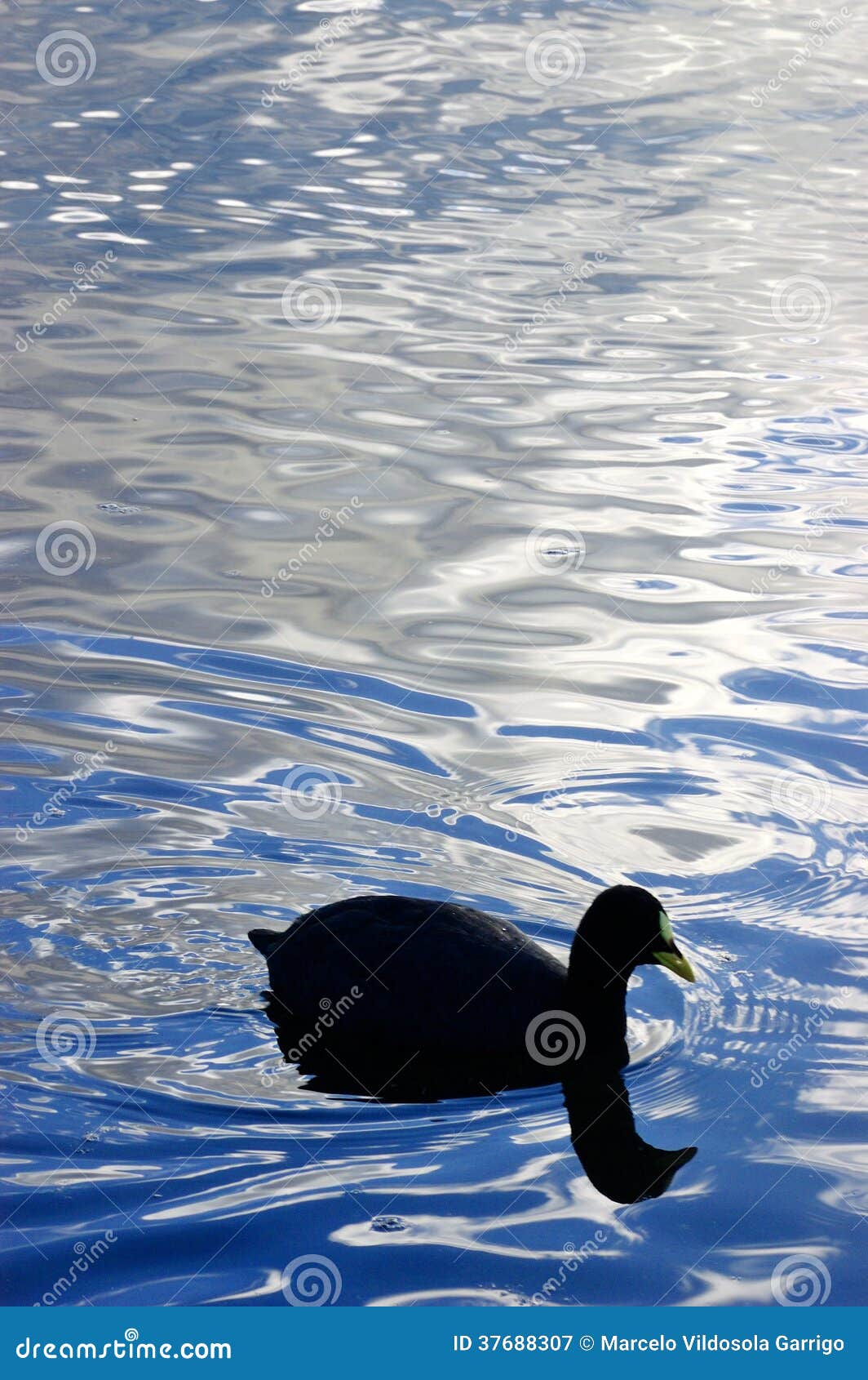 Duck in the water stock image. Image of nature, reflections - 37688307